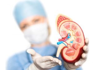 Creatinina baja - React Spain Magazine