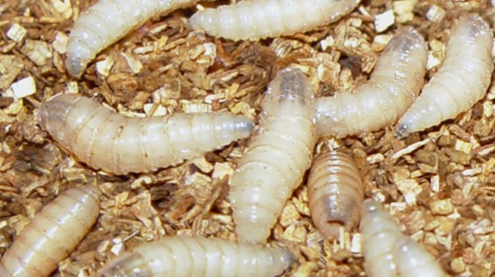 Moscas que causan miasis: piel infestada con gusanos