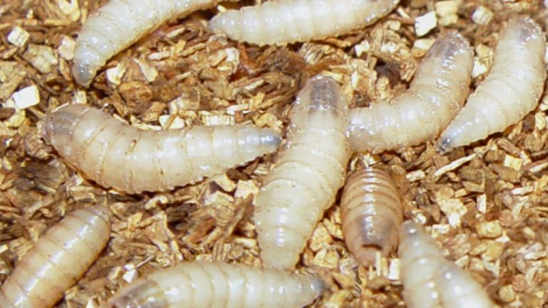 Moscas que causan miasis: piel infestada con gusanos